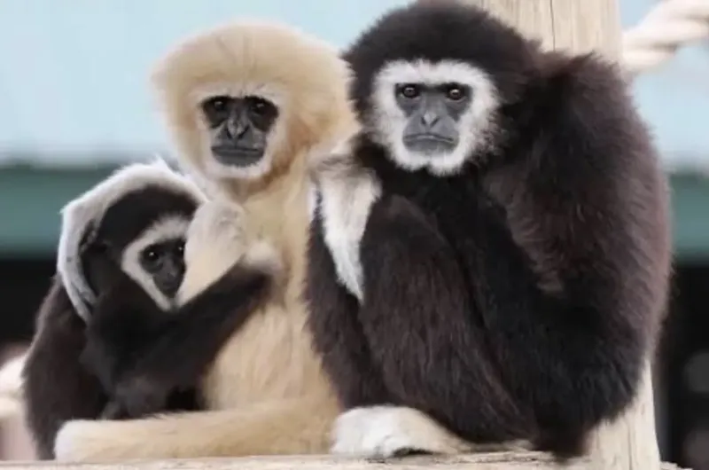 EVE: forgetful nervous anxious optimistical Gibbon Eve